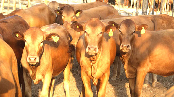 Water reservoirs set up to control cattle movement – Zim Sentry